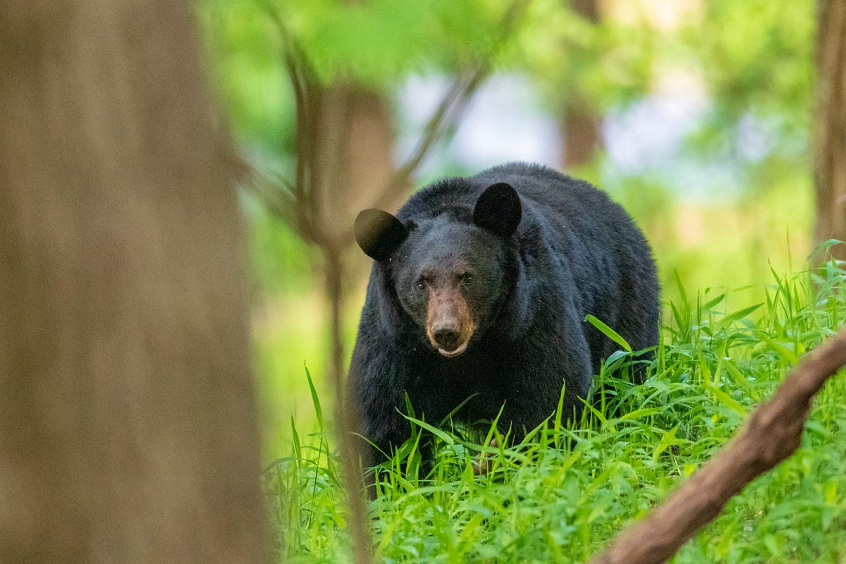 Architectural & Environmental Control Standards Appendices - Big Canoe POA